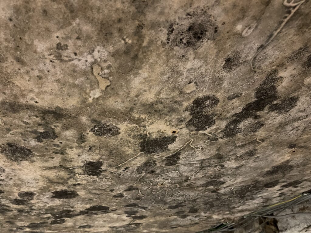 Mould Removal - Northern Restorations
